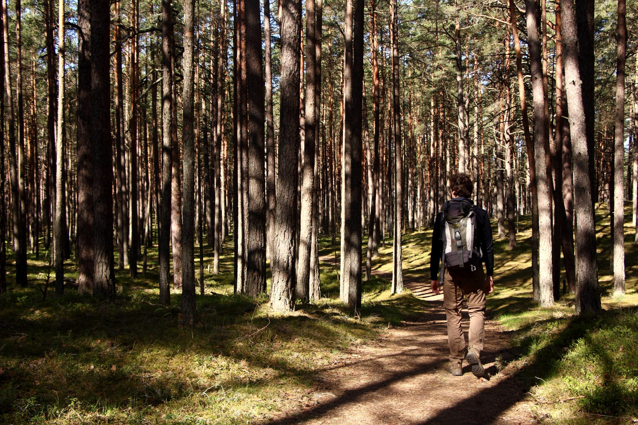 Baltic Forest Hiking - Baltic Nature Travel